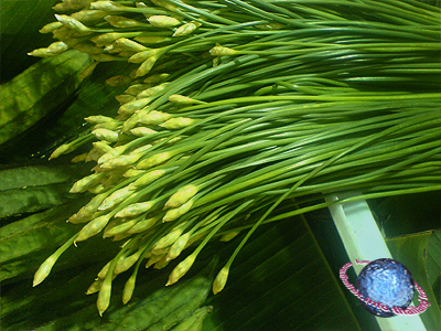 THAILEX - Thailand Travel Encyclopedia